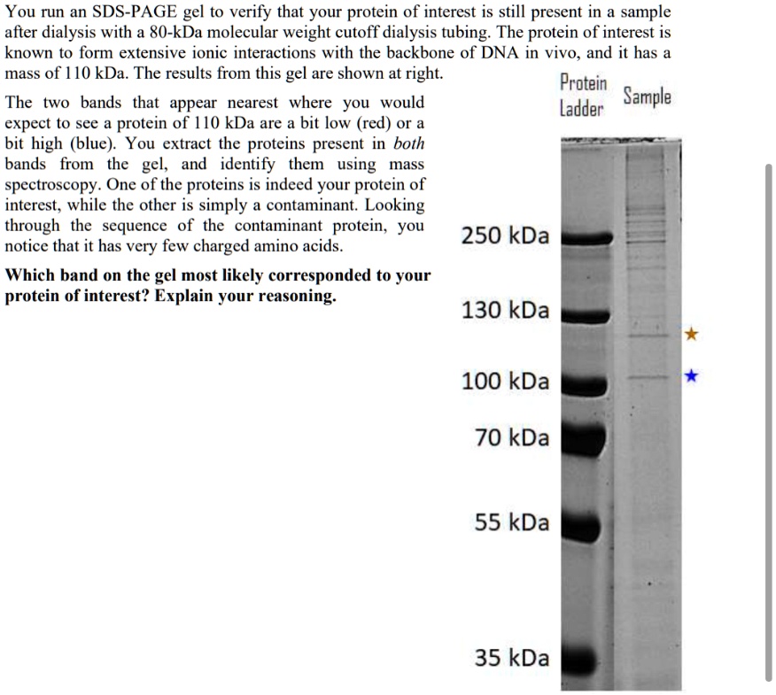 SOLVED: You run an SDS-PAGE gel to verify that your protein of interest ...