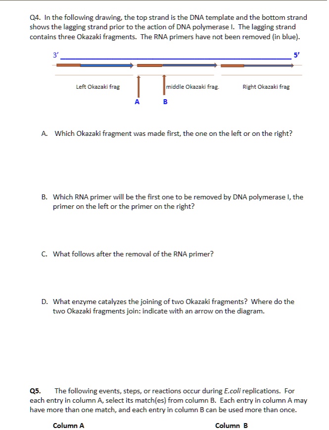 04. In the following drawing, the top strand is the DNA template, and ...