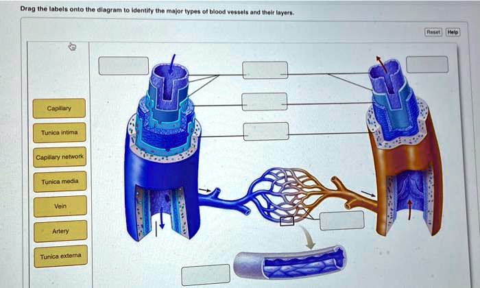 SOLVED: Drag the tables onto the diagram to identify the major types of ...