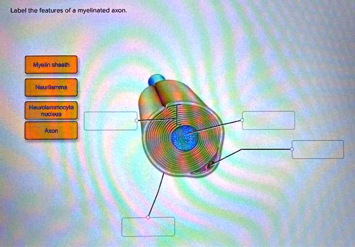 SOLVED: Label the features of a myelinated axon. Myelin sheath ...