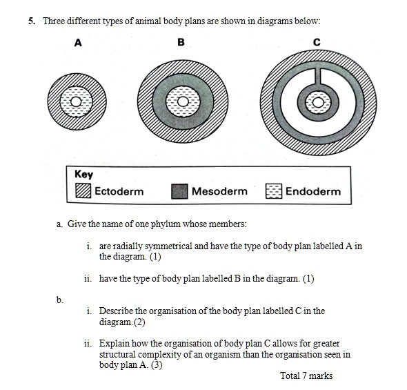 SOLVED: Three different types of animal body plans are shown in ...