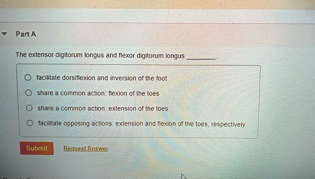 part a the extensor digitorum longus and flexor digitorum longus ...