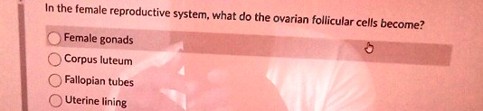 In the female reproductive system, what do the ovarian follicular cells ...