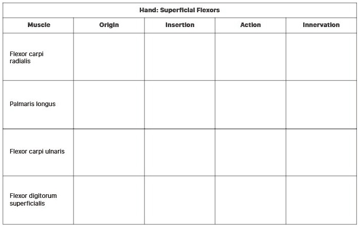 SOLVED: Please fill in the chart. Hand: Superficial Flexors Muscle ...