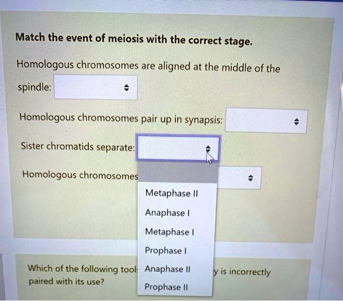 match the event of meiosis with the correct stage homologous ...