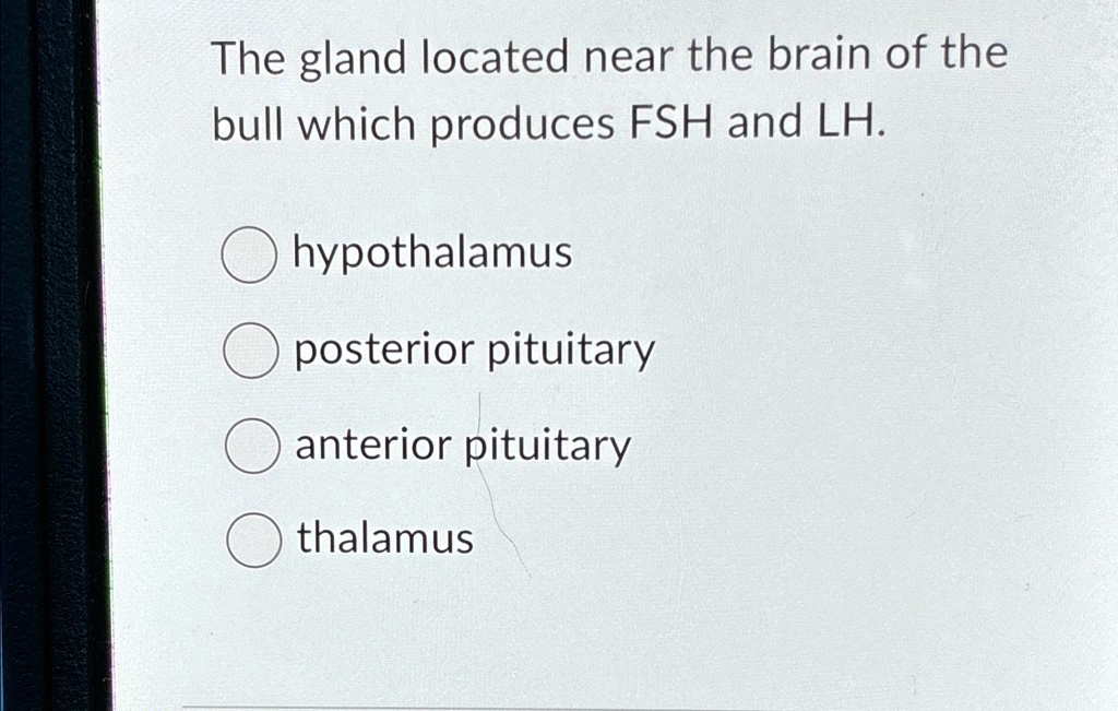 The gland located near the brain of the bull which produces FSH and LH ...