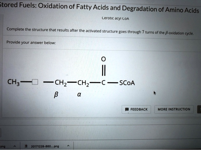 tored fuels oxidation of fatty acids and degradation of amino acids ...
