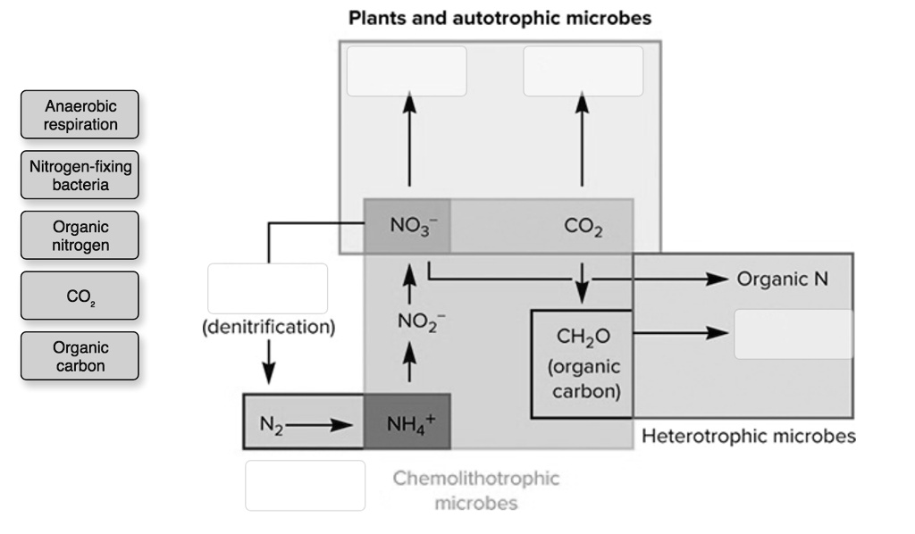 SOLVED: Plants and autotrophic microbes Anaerobic respiration Nitrogen ...