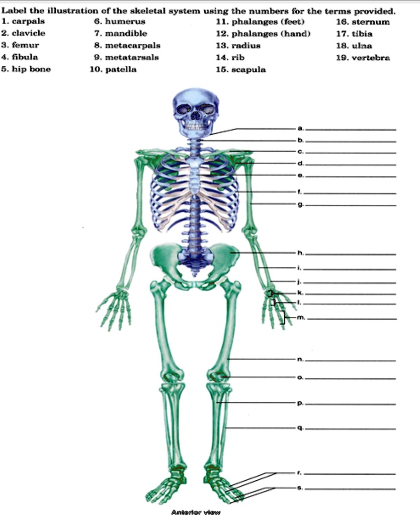 Label the illustration of the skeletal system using the numbers for the terms provided. 1 ...