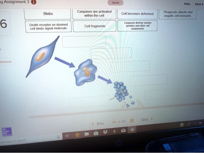 SOLVED: Assignment 3 Caspases are activated within the cell. The cell becomes deformed ...