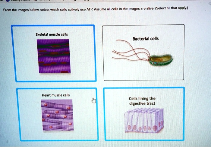 From the images below, select which cells actively use ATP. Assume all ...