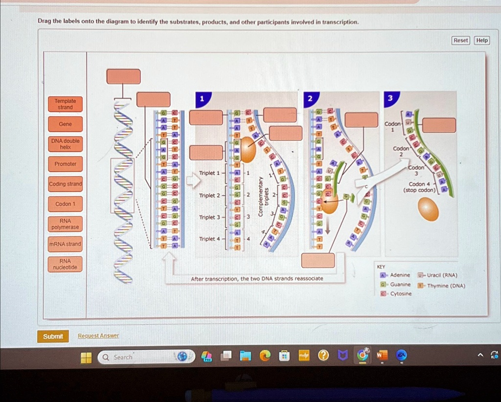 Drag the labels onto the diagram to identify the substrates, products ...