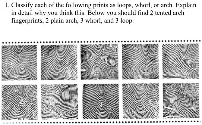 SOLVED: 1. Classify each of the following prints as loops, whorl, or ...