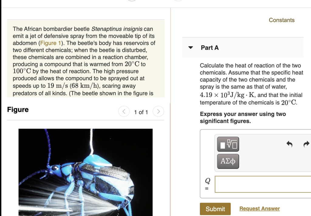 constants the african bombardier beetle stenaptinus insignis can emit a ...