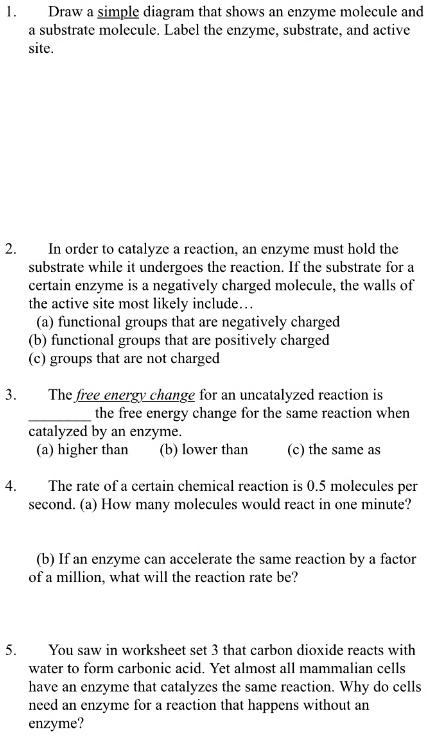 1. Draw a simple diagram that shows an enzyme molecule and a substrate ...