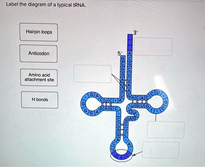 SOLVED:Label the diagram of a typical tRNA _ Hairpin loops Anticodon ...