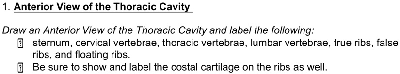 1. Anterior View of the Thoracic Cavity Draw an Anterior View of the ...