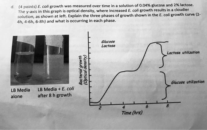 4 points e coli growth was measured over time in a solution of 004 ...