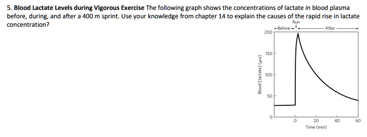 5. Blood Lactate Levels during Vigorous Exercise The following graph ...