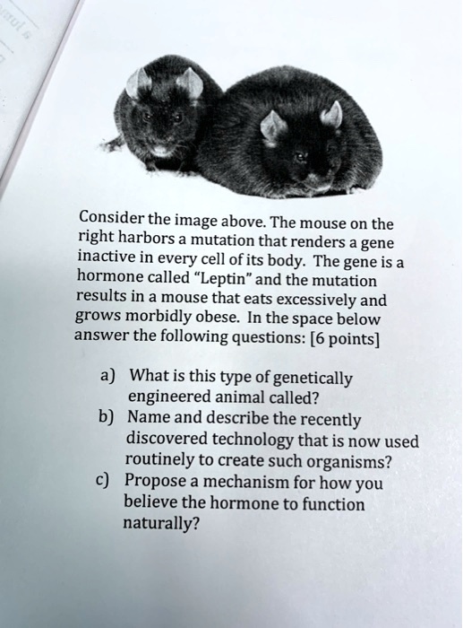 SOLVED: Consider the image above: The mouse on the right harbors a ...