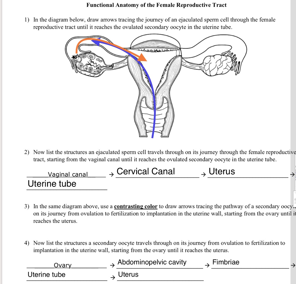 SOLVED: I just want to confirm my answer for question 4 is correct ...