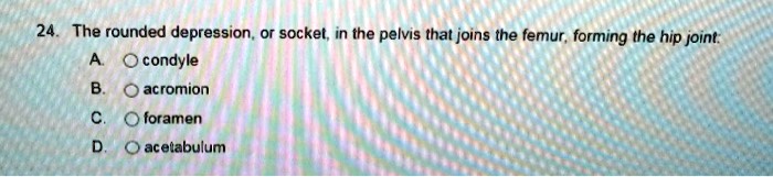 SOLVED: 24 The rounded depression or sockel; in the pelvis that joins ...