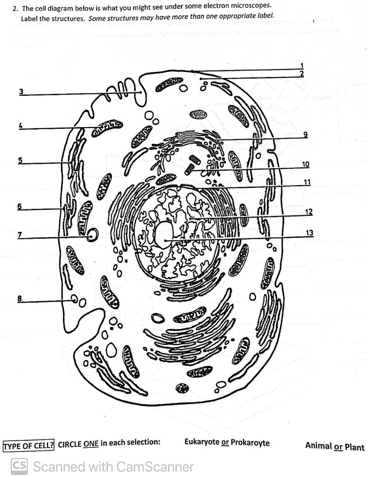 the cell diagram below is what you might see under some electron ...