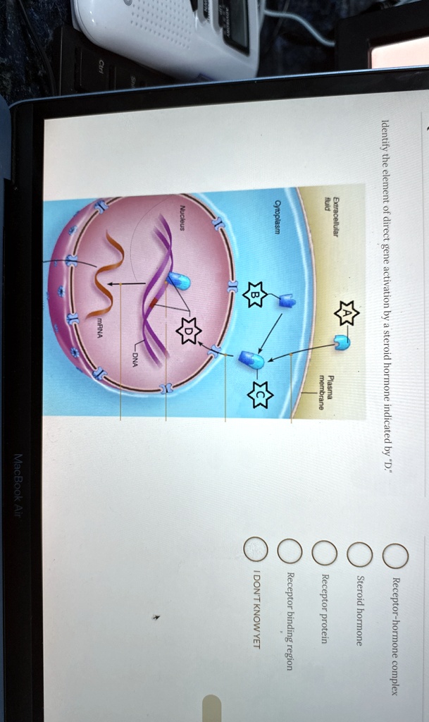 Identify the element of direct gene activation by a steroid hormone ...