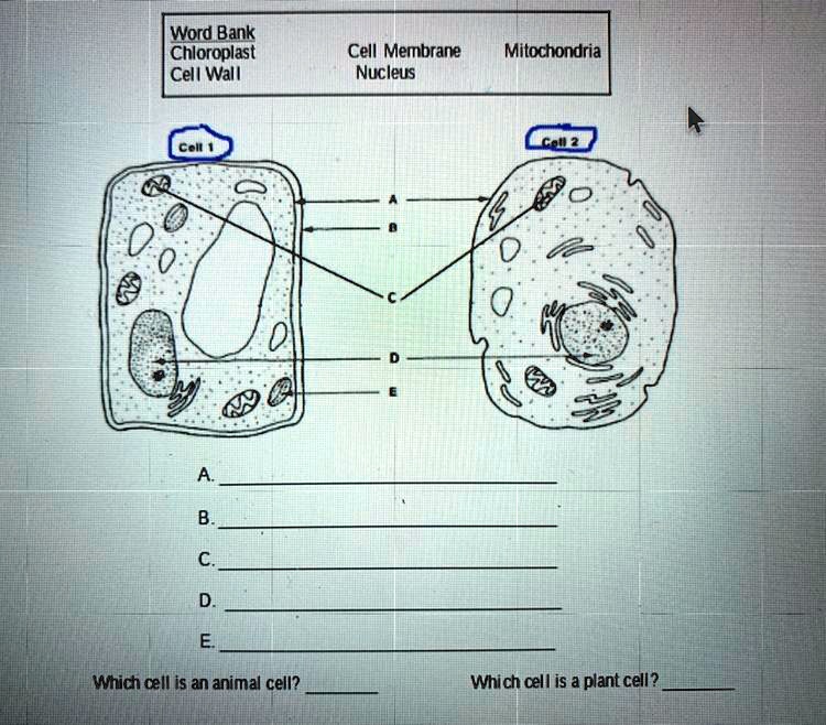 Word Bank Chloroplast Cell Wall Cell...