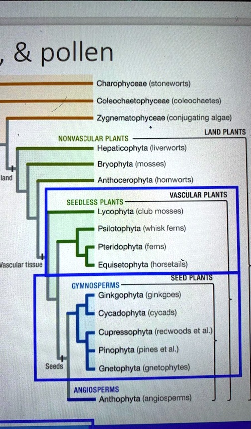 SOLVED: Texts: Algae and pollen Charophyceae (stoneworts ...