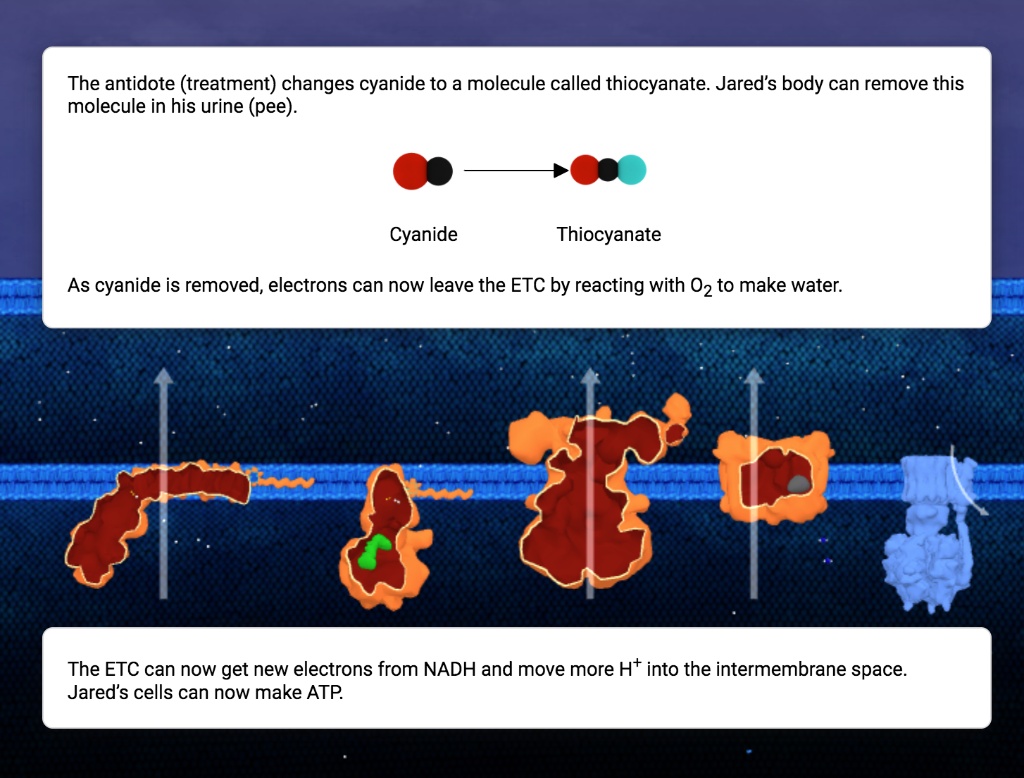 SOLVED: The antidote (treatment) changes cyanide to a molecule called ...