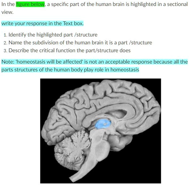 SOLVED: In the figure below, a specific part of the human brain is highlighted in a sectional view.