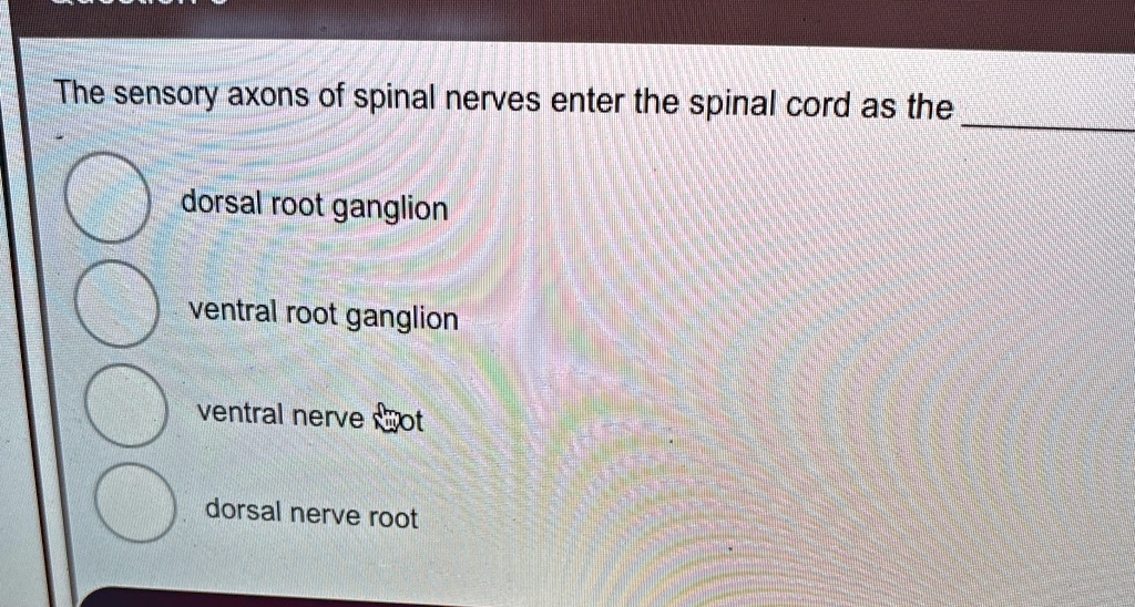 the sensory axons of spinal nerves enter the spinal cord as the dorsal ...