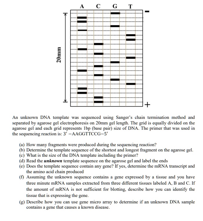 SOLVED: 1 unknown DNA template was sequenced using Sanger chain terminalion method and separated ...