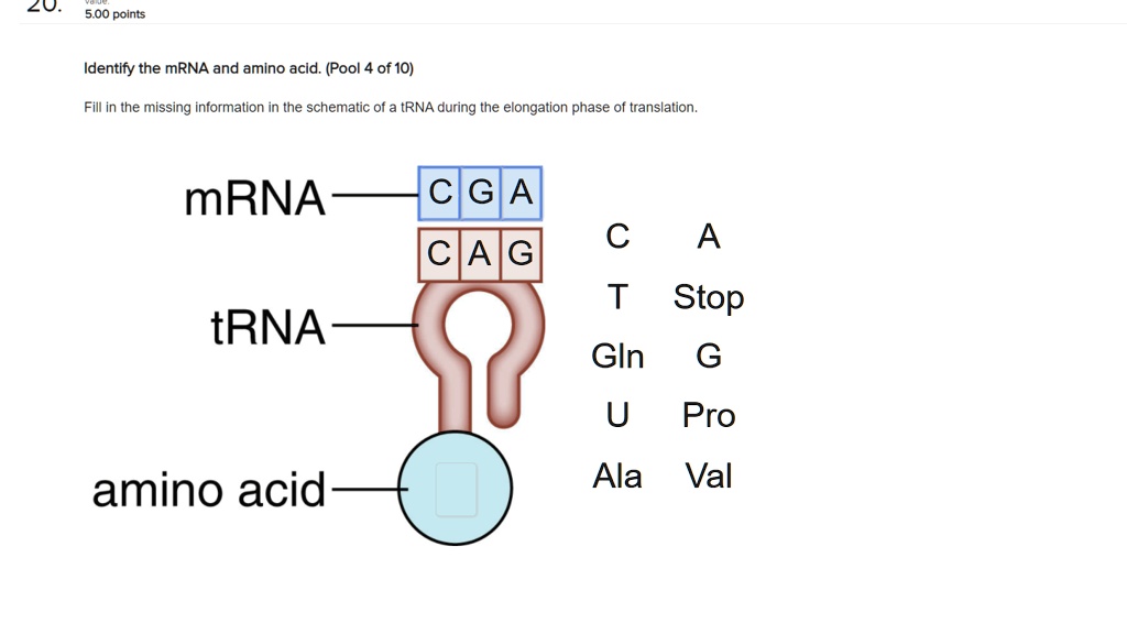 SOLVED: 07 5.00 points Identlfy the mRNA and amino acid. (Pool 4 of 10 ...