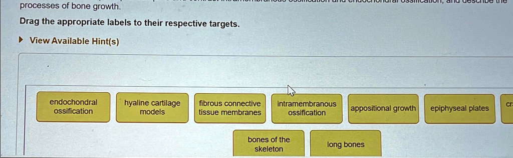 processes of bone growth. Drag the appropriate labels to their ...