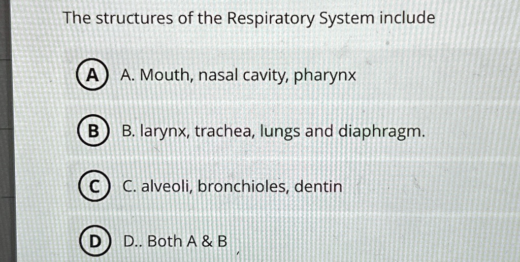 The structures of the Respiratory System include A A. Mouth, nasal ...