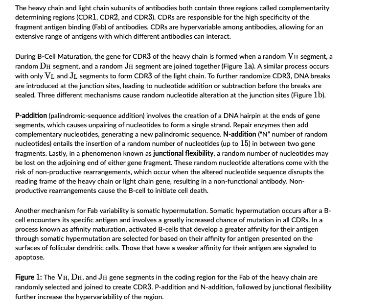 the heavy chain and light chain subunits of antibodies both contain ...