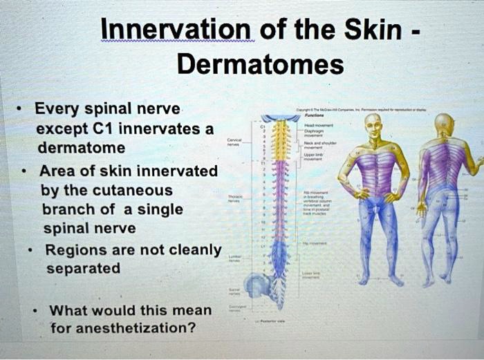 SOLVED: Every spinal nerve except C1 innervates a dermatome. A ...
