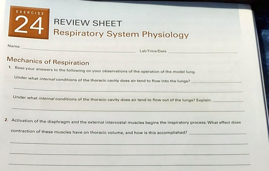 Texts: EXERCISE 24 REVIEW SHEET Respiratory System Physiology Name Lab ... Texts: EXERCISE 24 REVIEW SHEET Respiratory System Physiology Name Lab ...