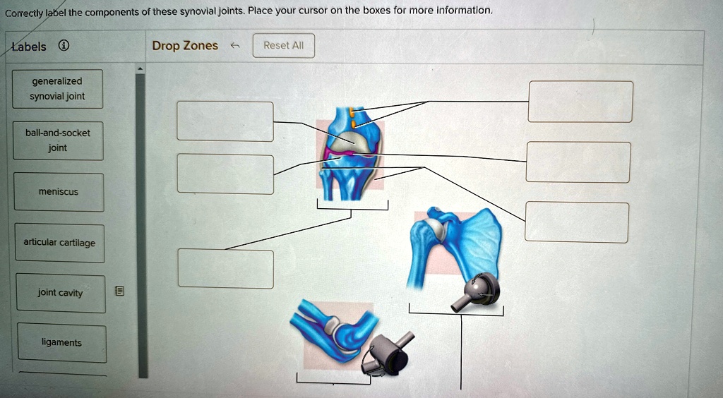 Correctly label the components of these synovial joints. Place your ...