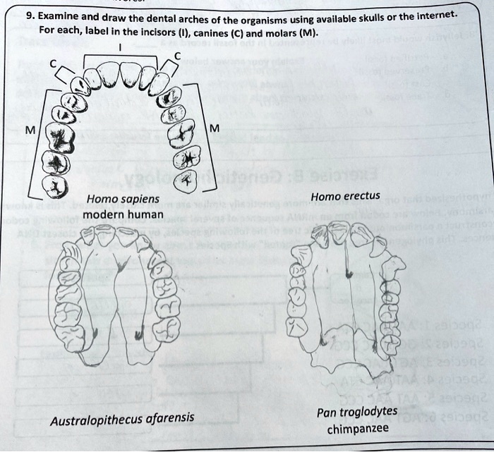 examine and draw the dental arches of the organisms using available ...