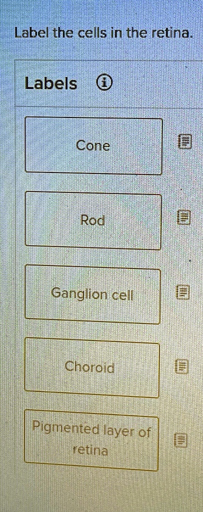 label the cells in the retina labels i label the cells in the retina ...