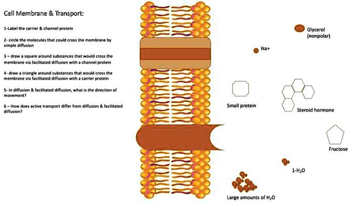 SOLVED: Text: Cell Membrane Transport: 1- Label the carrier channel ...