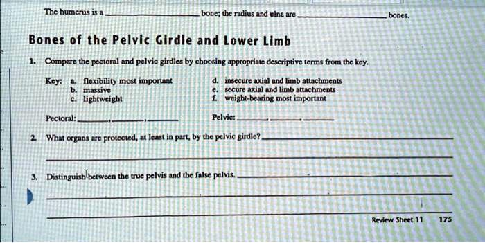 SOLVED: Bone: the radius and ulna are bones. Bones of the Pelvic Girdle and Lower Limb Compare ...