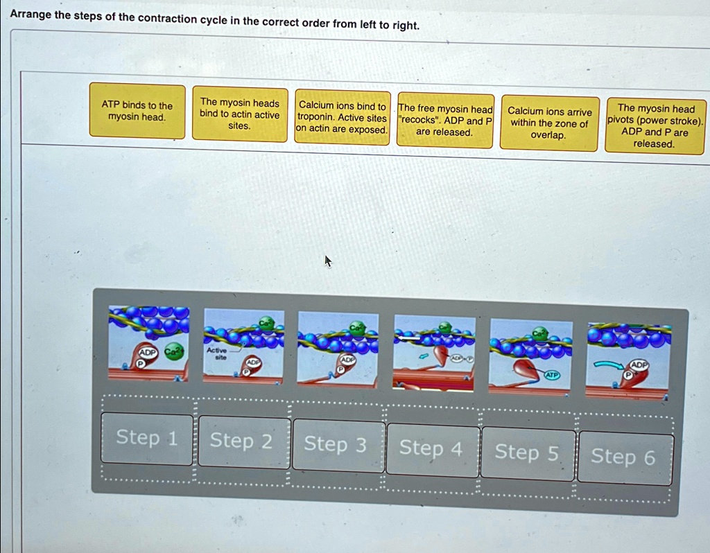 Arrange the steps of the contraction cycle in the correct order from ...