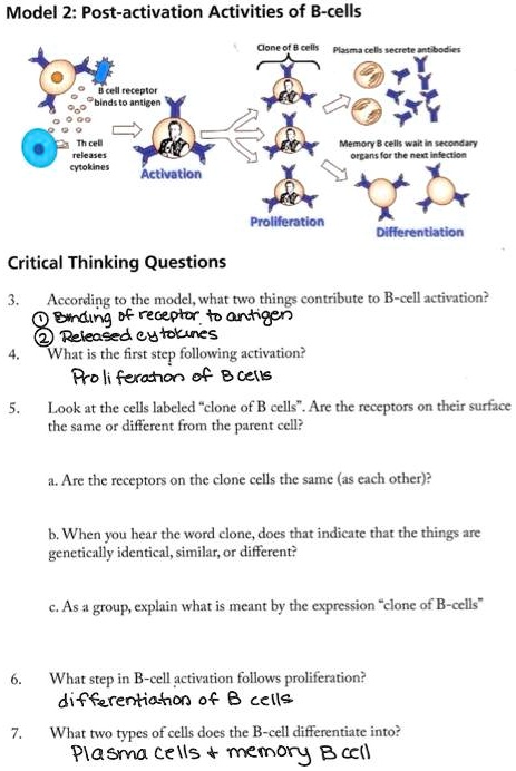 Model 2: Post-activation Activities of B-cells B cell receptor binds to ...