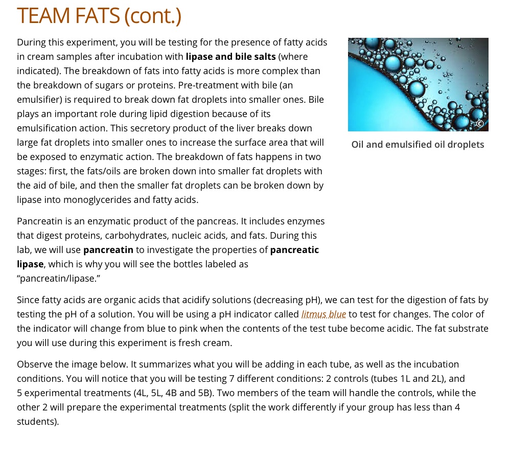 team fats cont during this experiment you will be testing for the ...