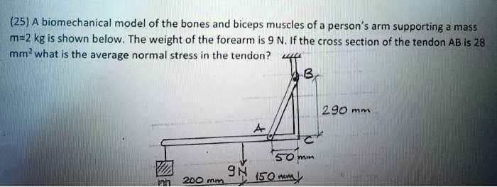 SOLVED: (25)A biomechanical model of the bones and biceps muscles of a ...