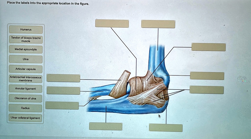 place the labels into the appropriate location in the figure humerus ...